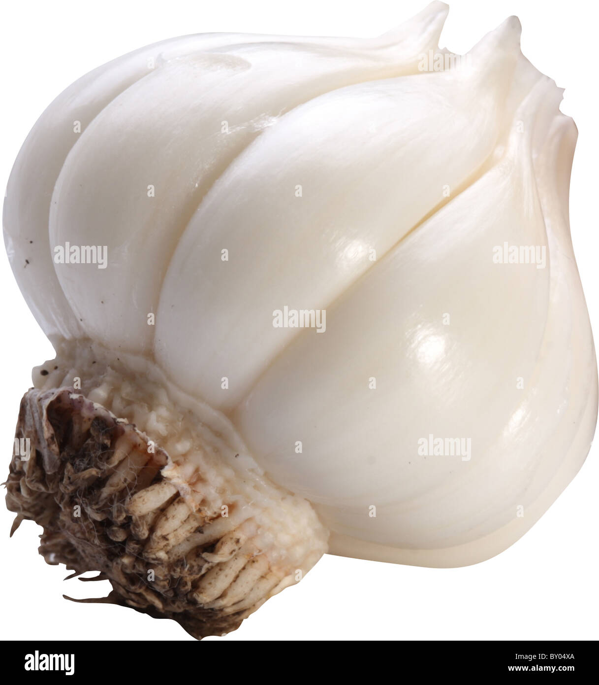 Image of garlic on white background. The file contains a path to cut ...