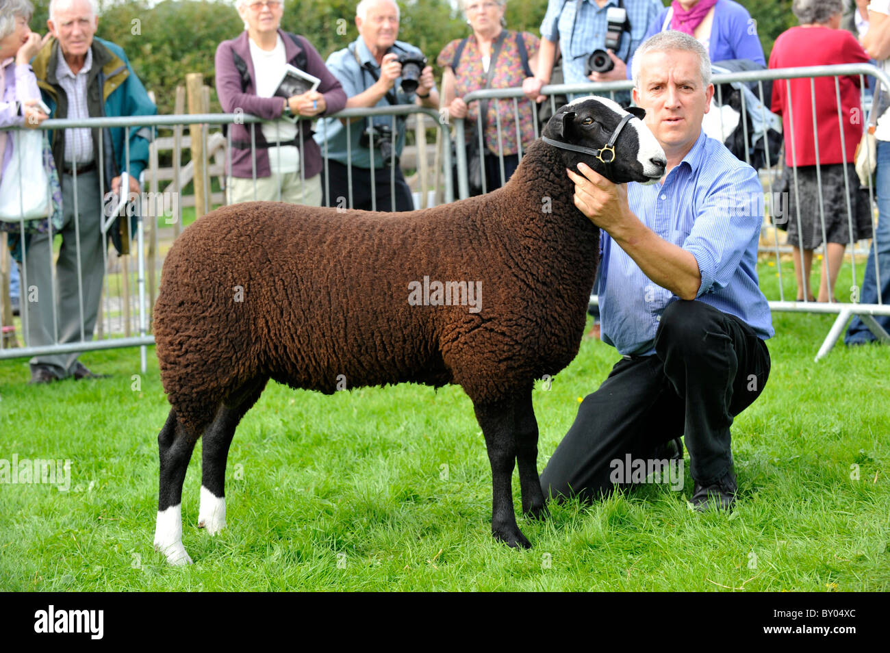 Zwartble sheep hi-res stock photography and images - Alamy