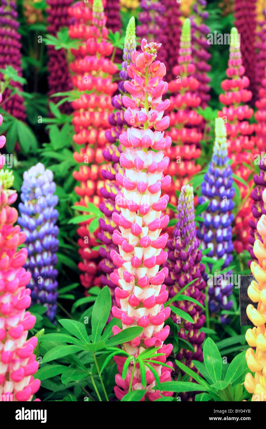 Mixed colored flowers Stock Photo - Alamy