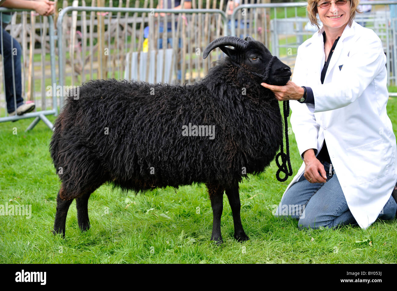 Hebridian sheep at a show in Cumbria being held by shepherdess Stock ...