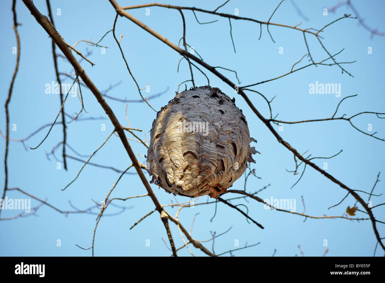 A hornet’s nest hanging in a tree Stock Photo - Alamy