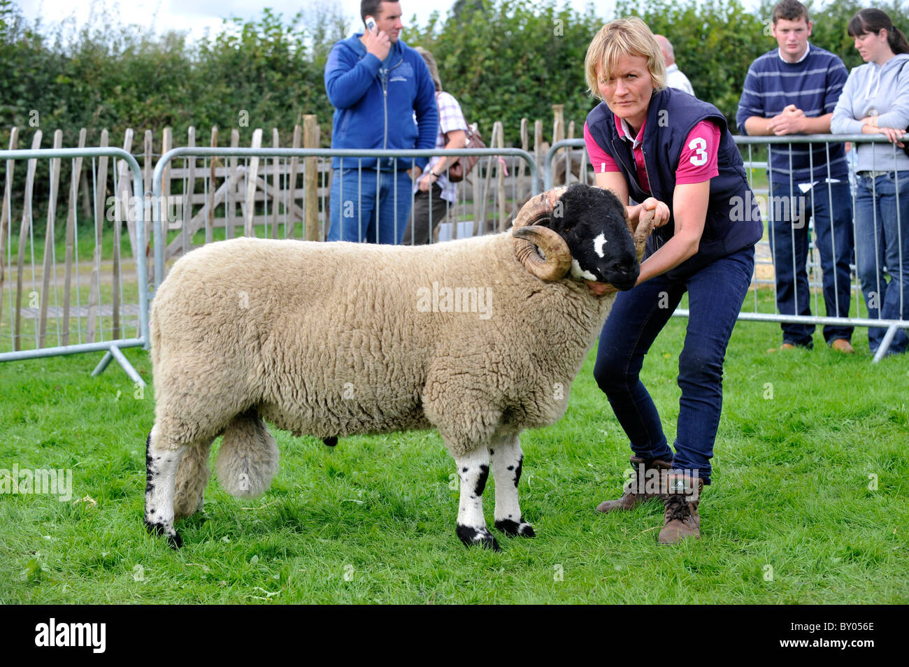 Lonk sheep hi-res stock photography and images - Alamy