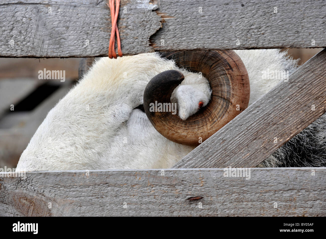 Head and eye of Herdwick ram through a wooden gate at an agricultural ...