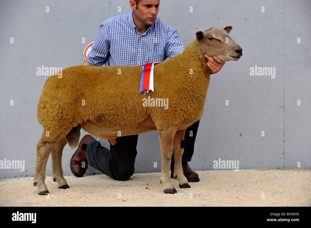 Charollais sheep hi-res stock photography and images - Alamy