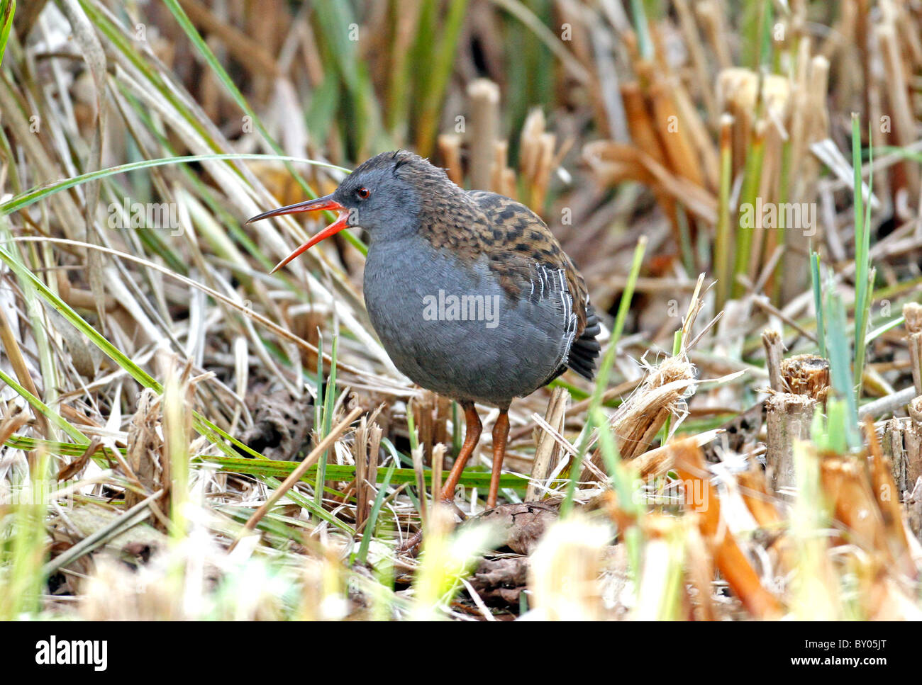 Rallus aquaticus water rail hi-res stock photography and images - Alamy