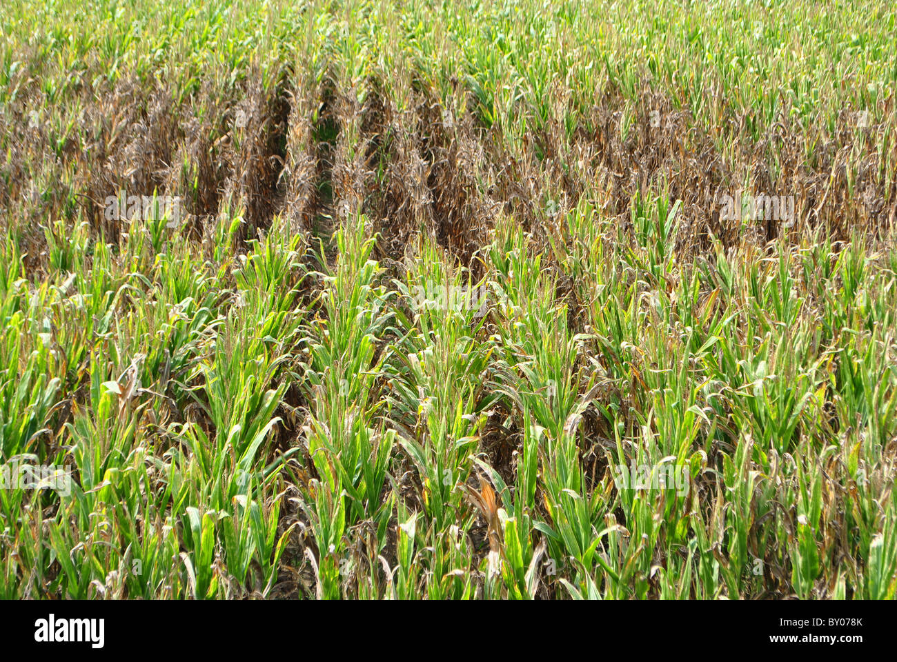 Corn field in autumn Stock Photo - Alamy