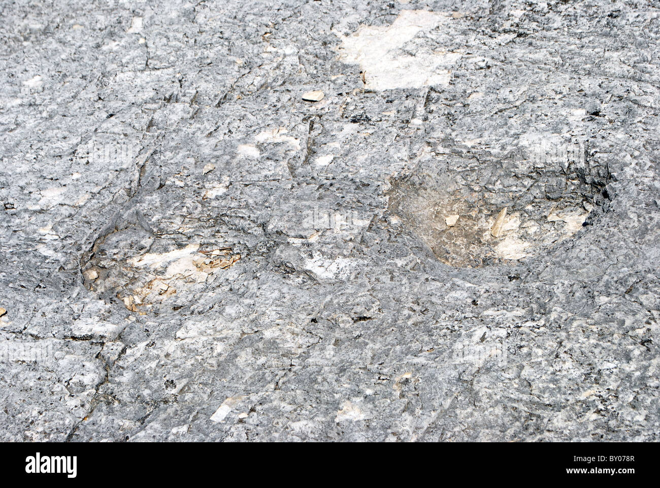 prehistoric dinosaur footprints in the rock Stock Photo - Alamy