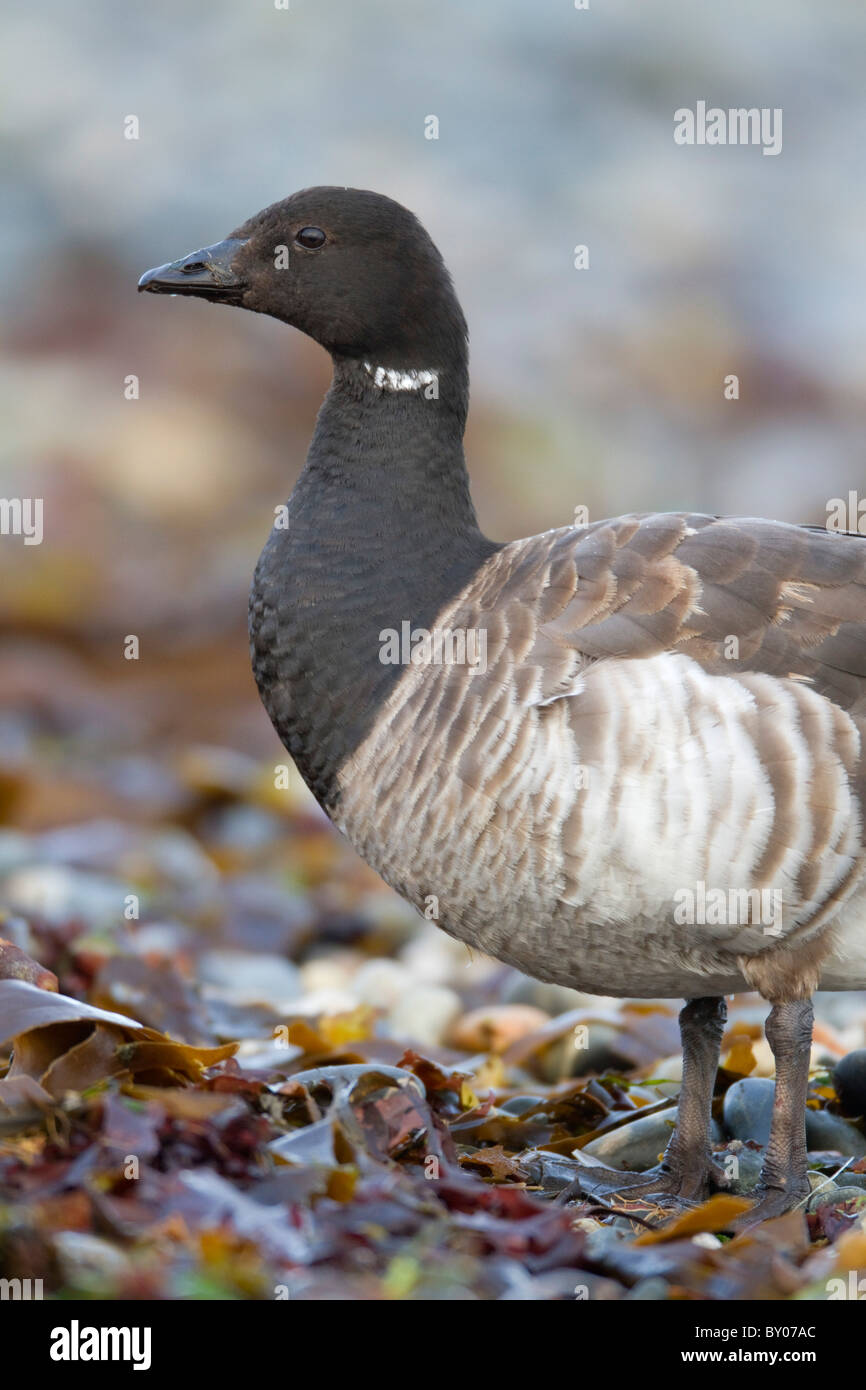 Brent goose hi-res stock photography and images - Alamy