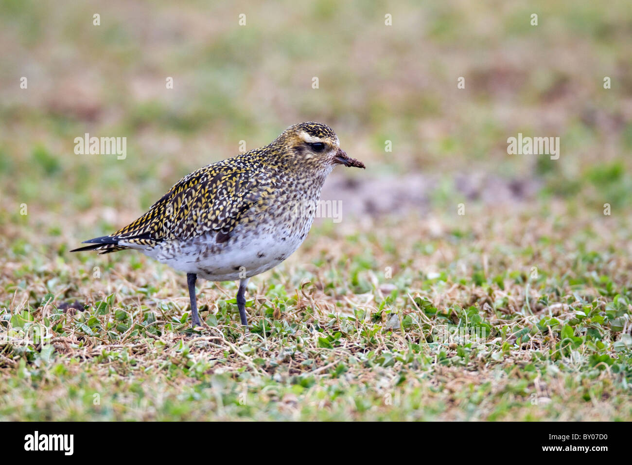 Golden plover winter plumage hi-res stock photography and images - Alamy