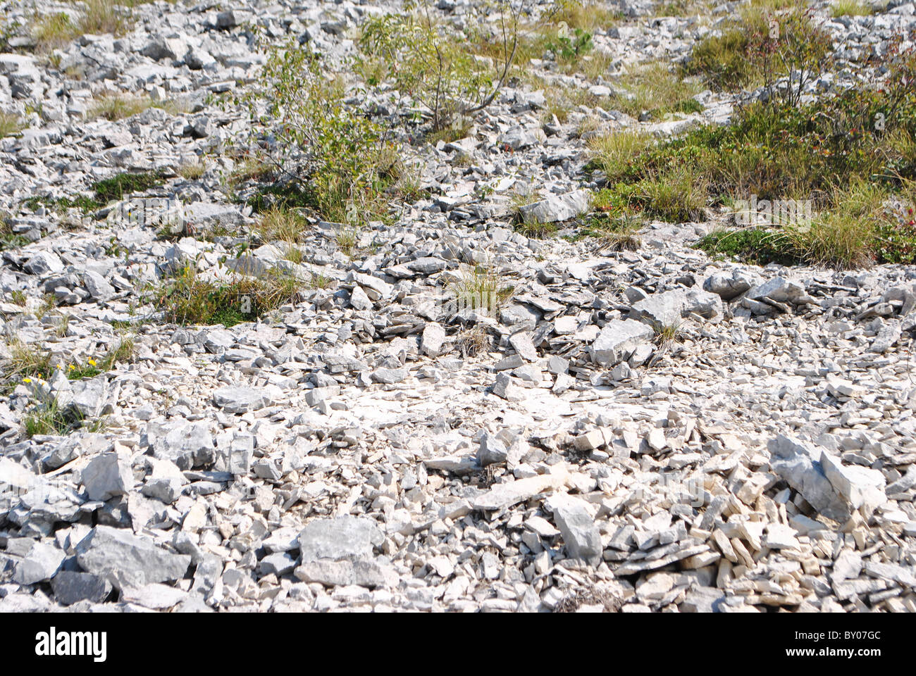 naturally tumbled stones with small shrubs Stock Photo - Alamy