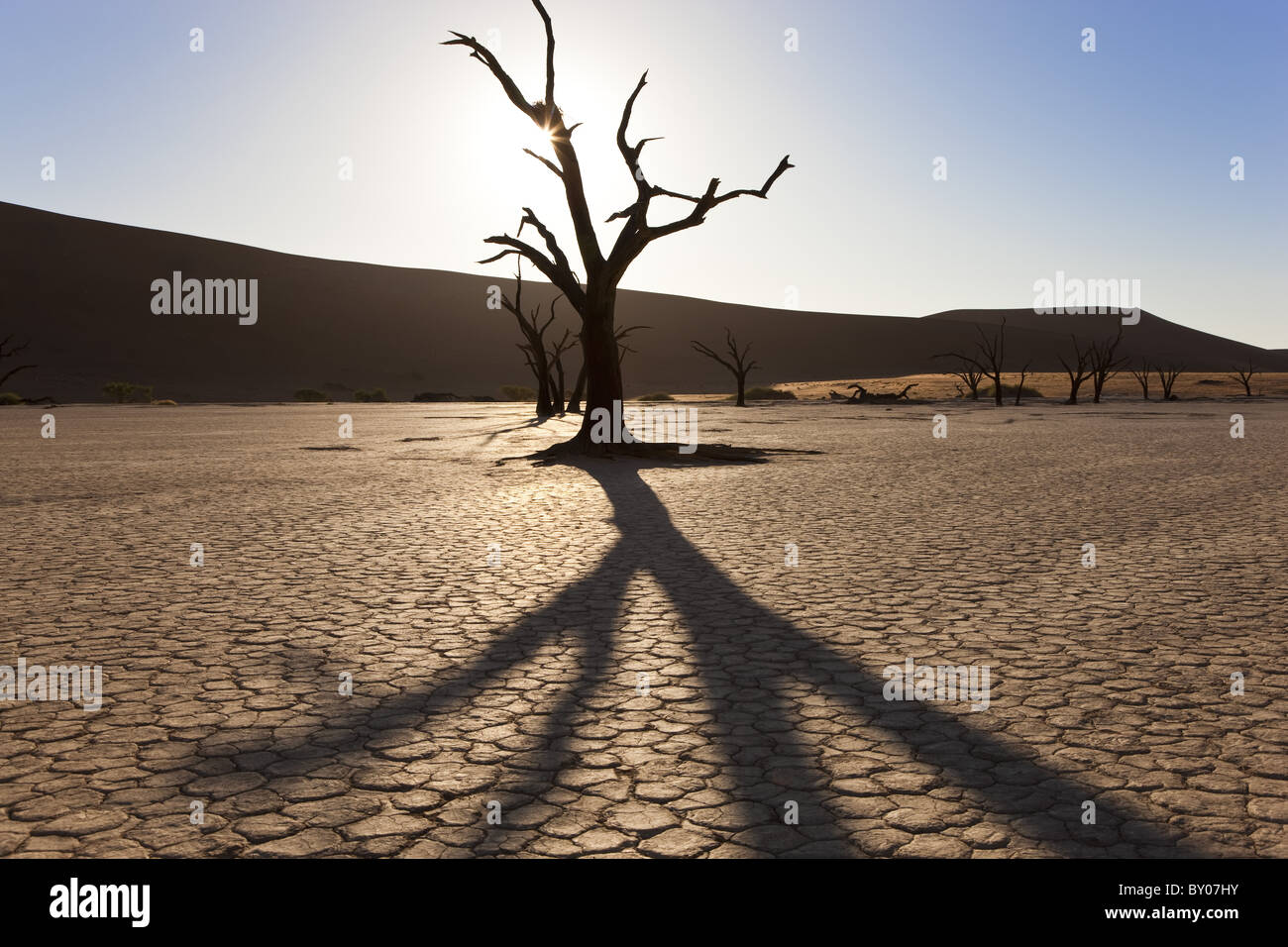 Dead trees in dried clay pan, Namib Naukluft National Park, Namibia ...