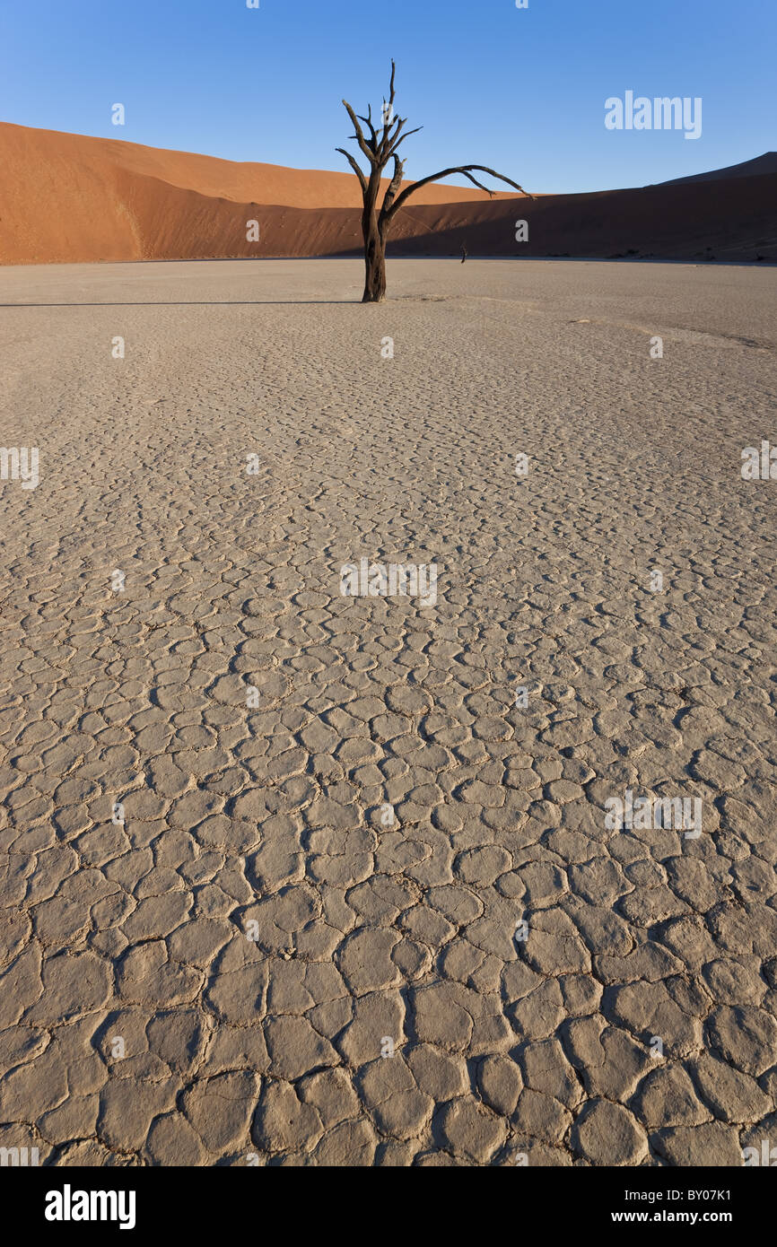 Dead tree in dried clay pan hi-res stock photography and images - Alamy