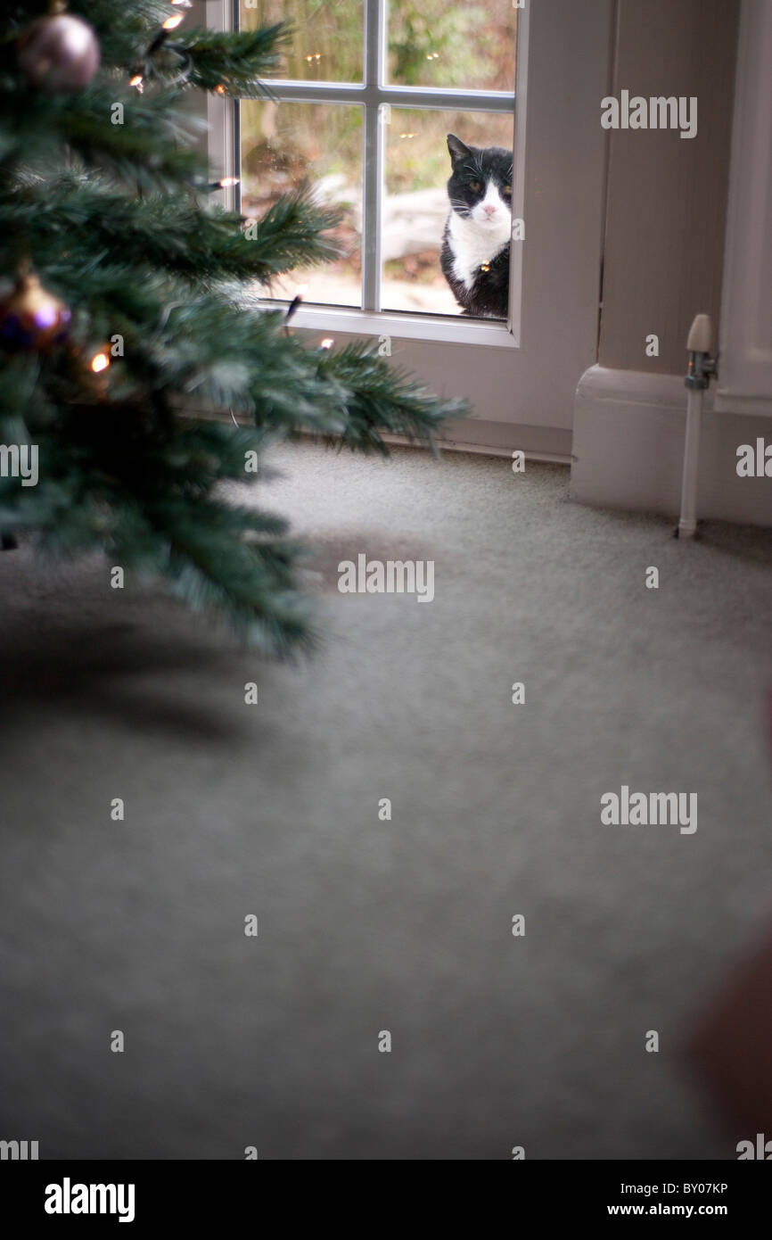 Cat, tree, xmas Stock Photo - Alamy