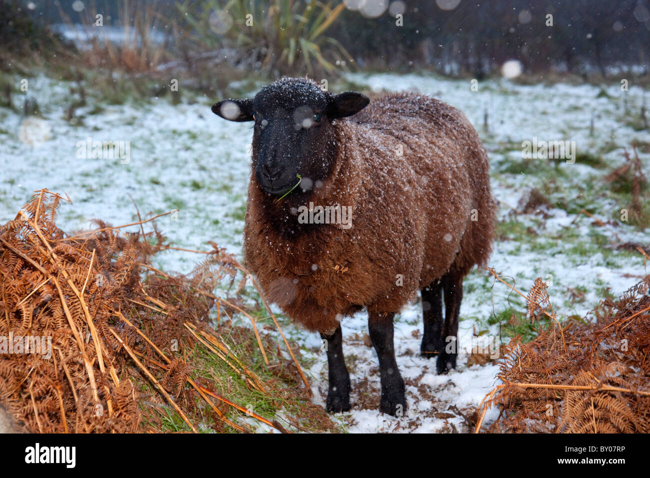 Winter cornwall sheep hi-res stock photography and images - Alamy