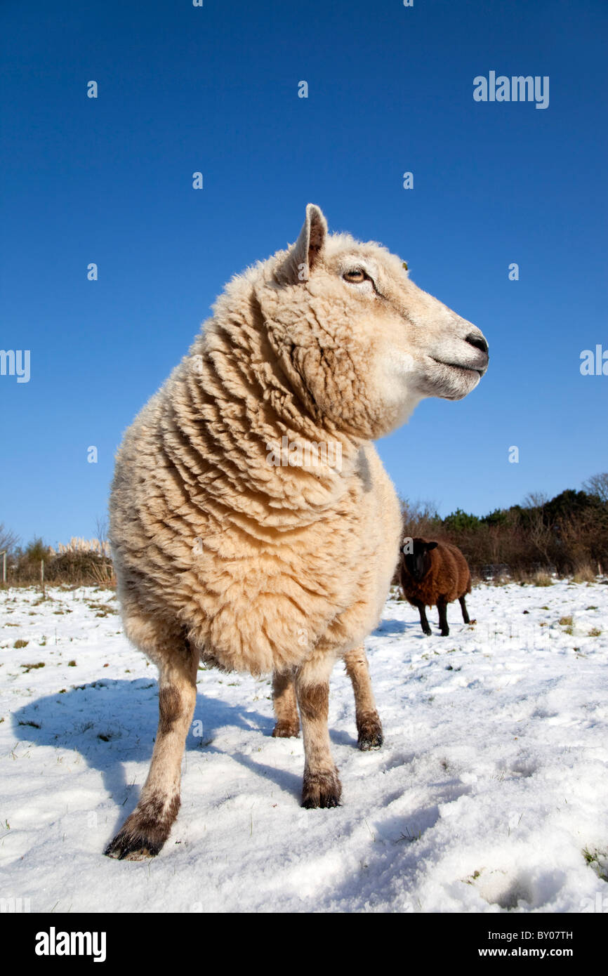 Snow sheep hi-res stock photography and images - Alamy