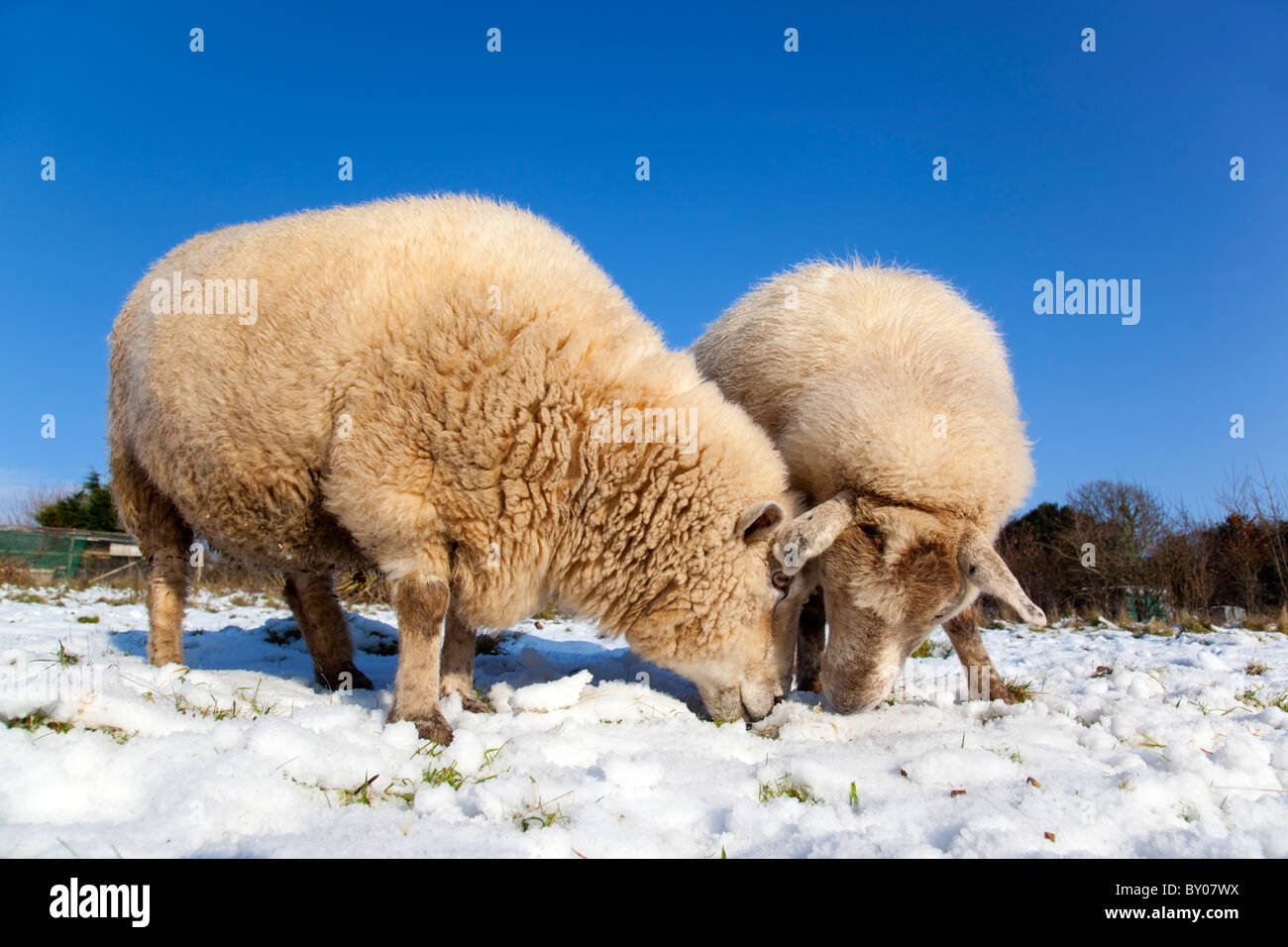 Snow sheep hi-res stock photography and images - Alamy