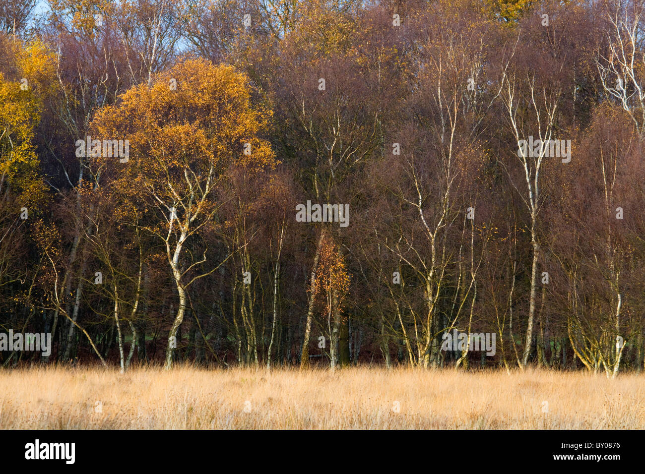 Skipwith Common National Nature Reserve; Yorkshire Stock Photo - Alamy