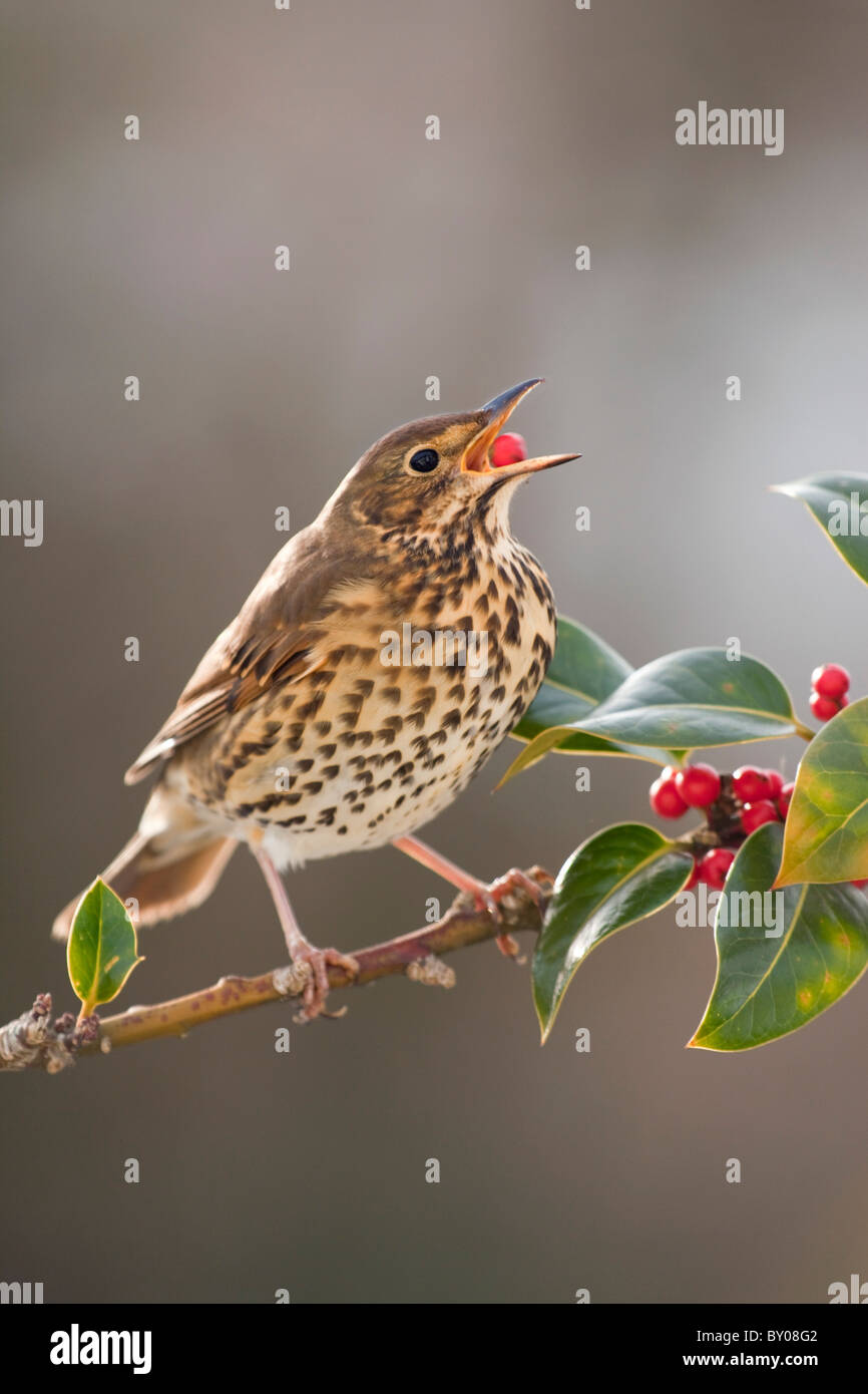 Bird eating holly berries hi-res stock photography and images - Alamy