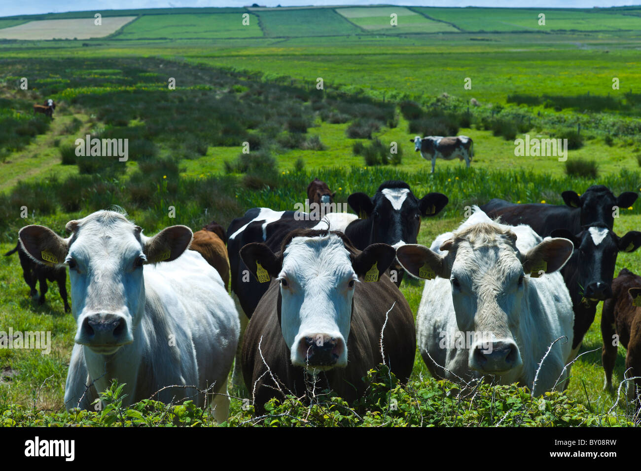 Herd of cattle in calf near Doonbeg, County Clare, West of Ireland ...