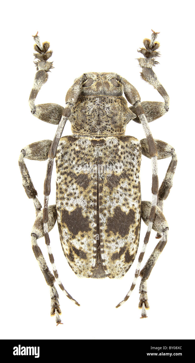 Aegomorphus clavipes isolated on a white background Stock Photo - Alamy
