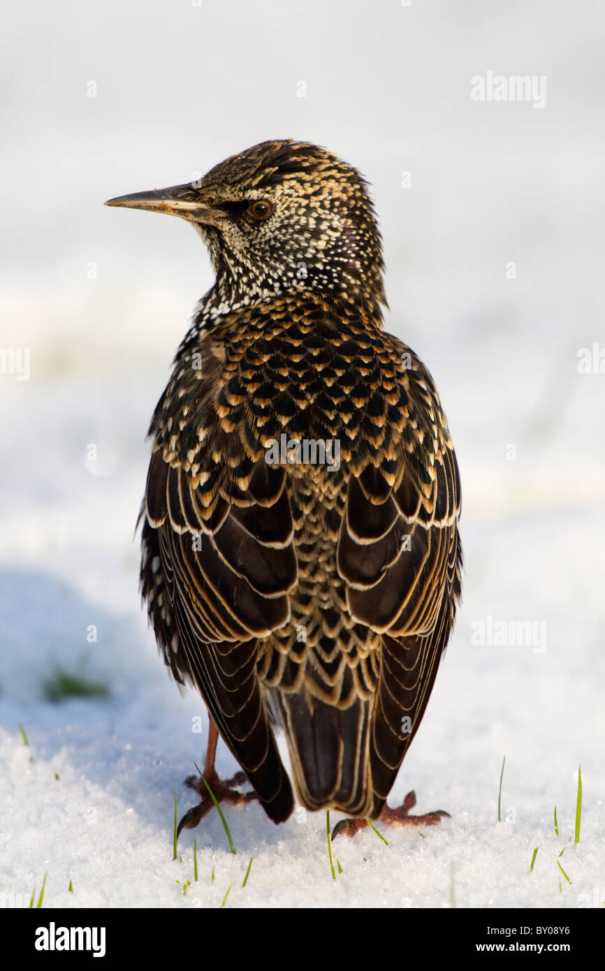 Starling colours hi-res stock photography and images - Alamy