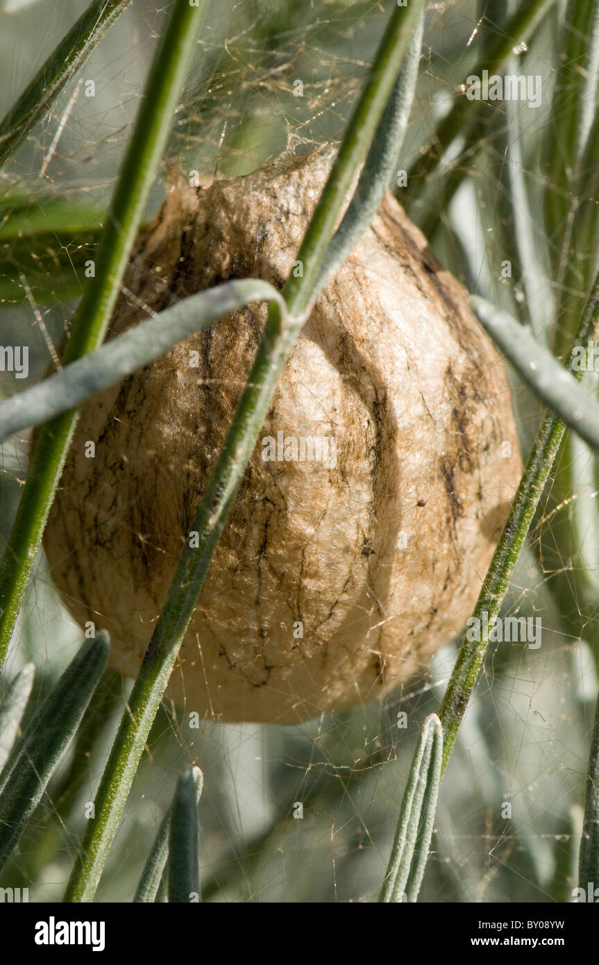 Spider Egg Cocoon High Resolution Stock Photography and Images - Alamy