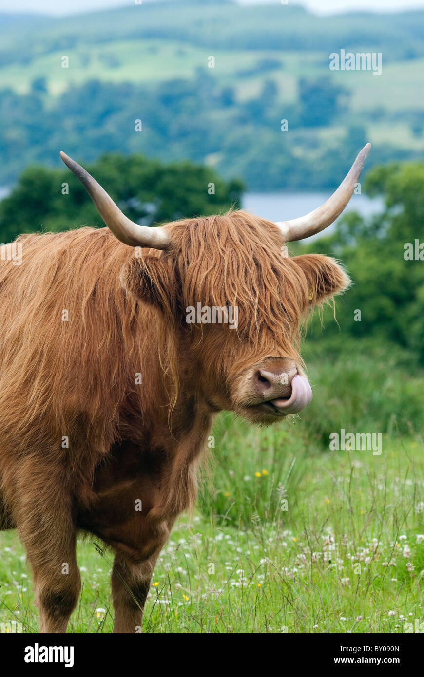 Longhorned highland cattle licking lips Stock Photo - Alamy