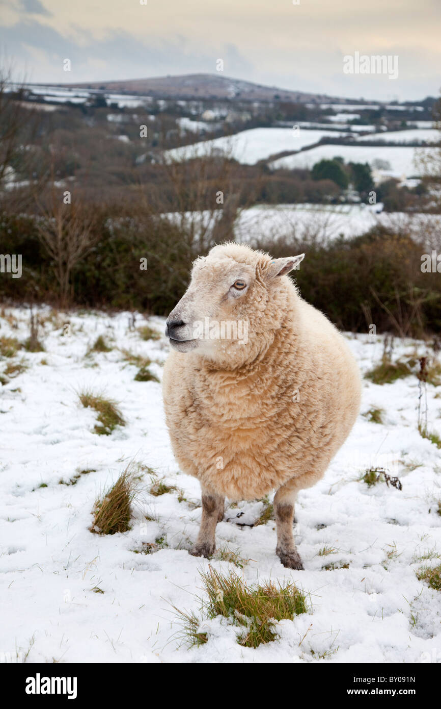 Sheep in snow; Cornwall; Godolphin Hill in distance Stock Photo - Alamy