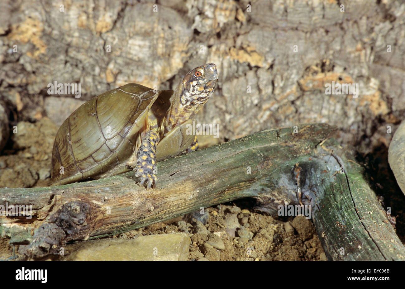 North carolina tortoise hi-res stock photography and images - Alamy