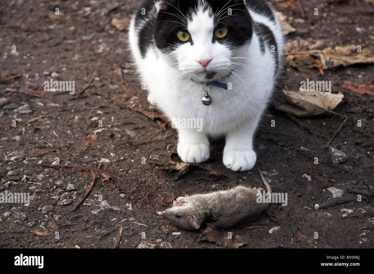 Cat playing with a dead rat Stock Photo - Alamy