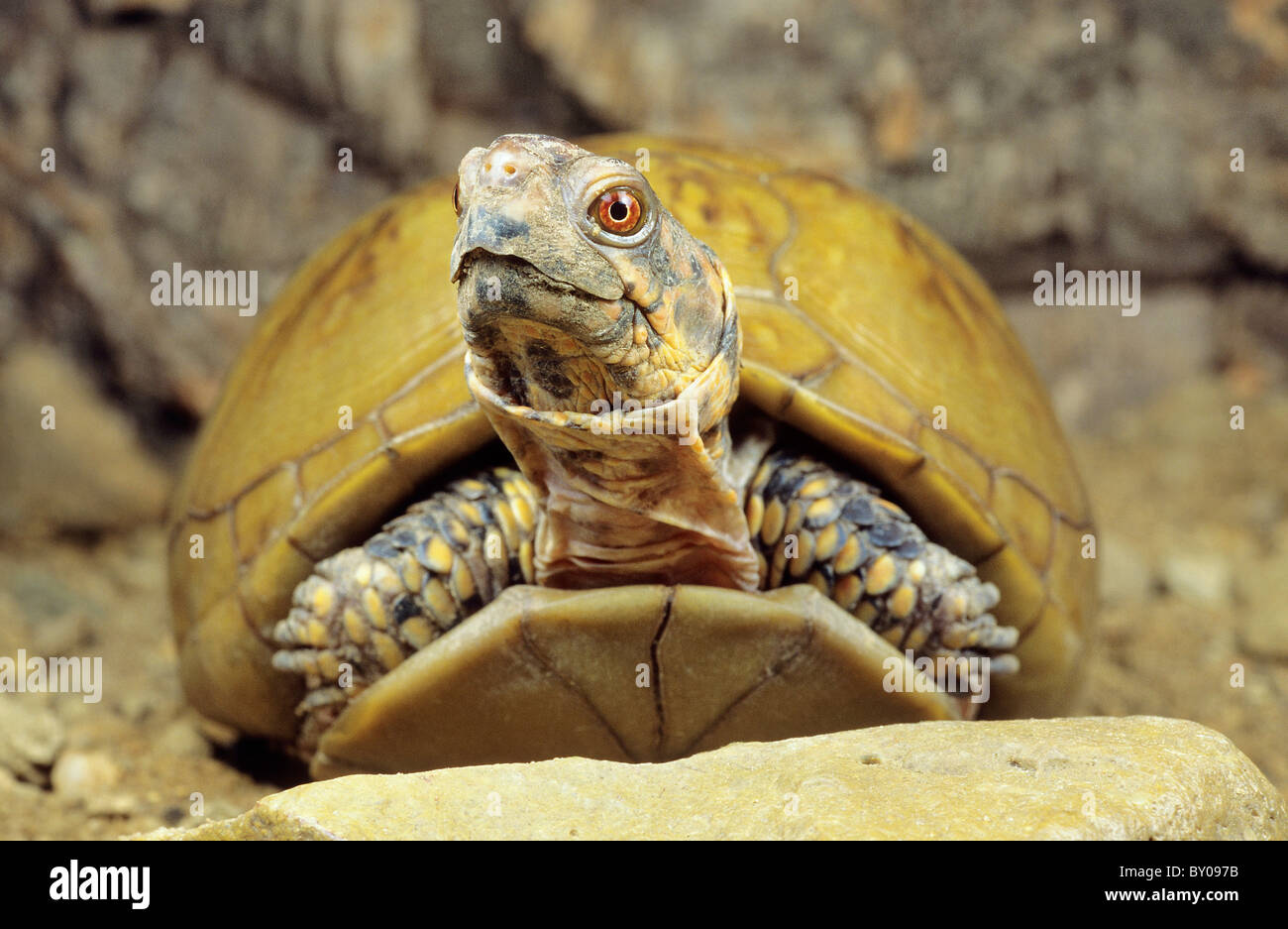 Tortoise tortoises tortoiseshell hi-res stock photography and images ...