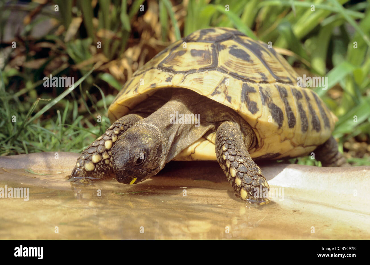 Drinking tortoise hi-res stock photography and images - Alamy