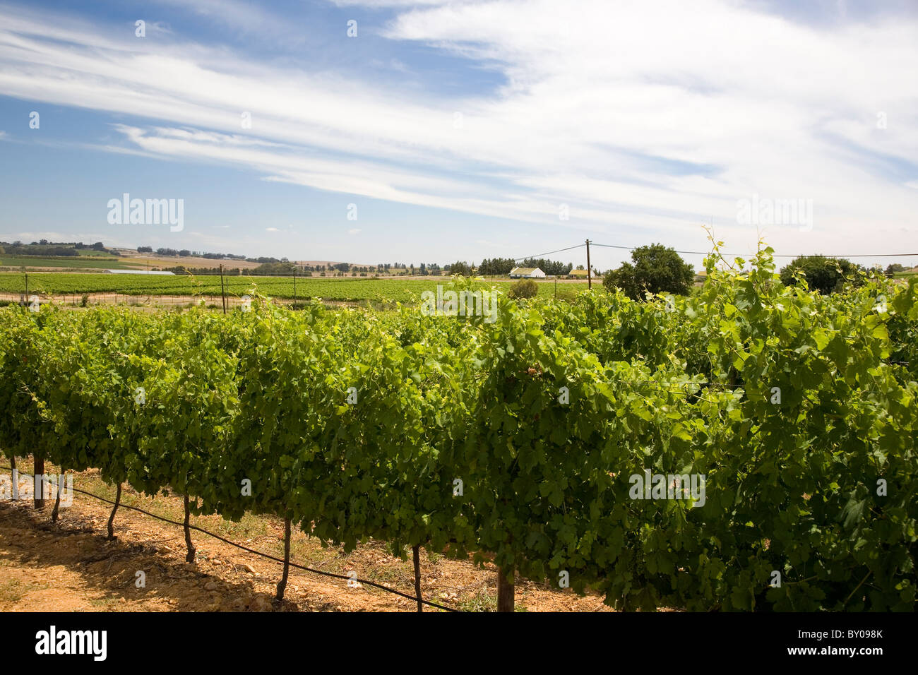 Vines planting hi-res stock photography and images - Alamy