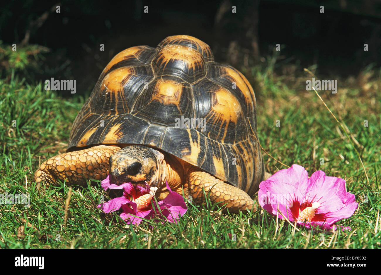Tortoise eating flower hi-res stock photography and images - Alamy