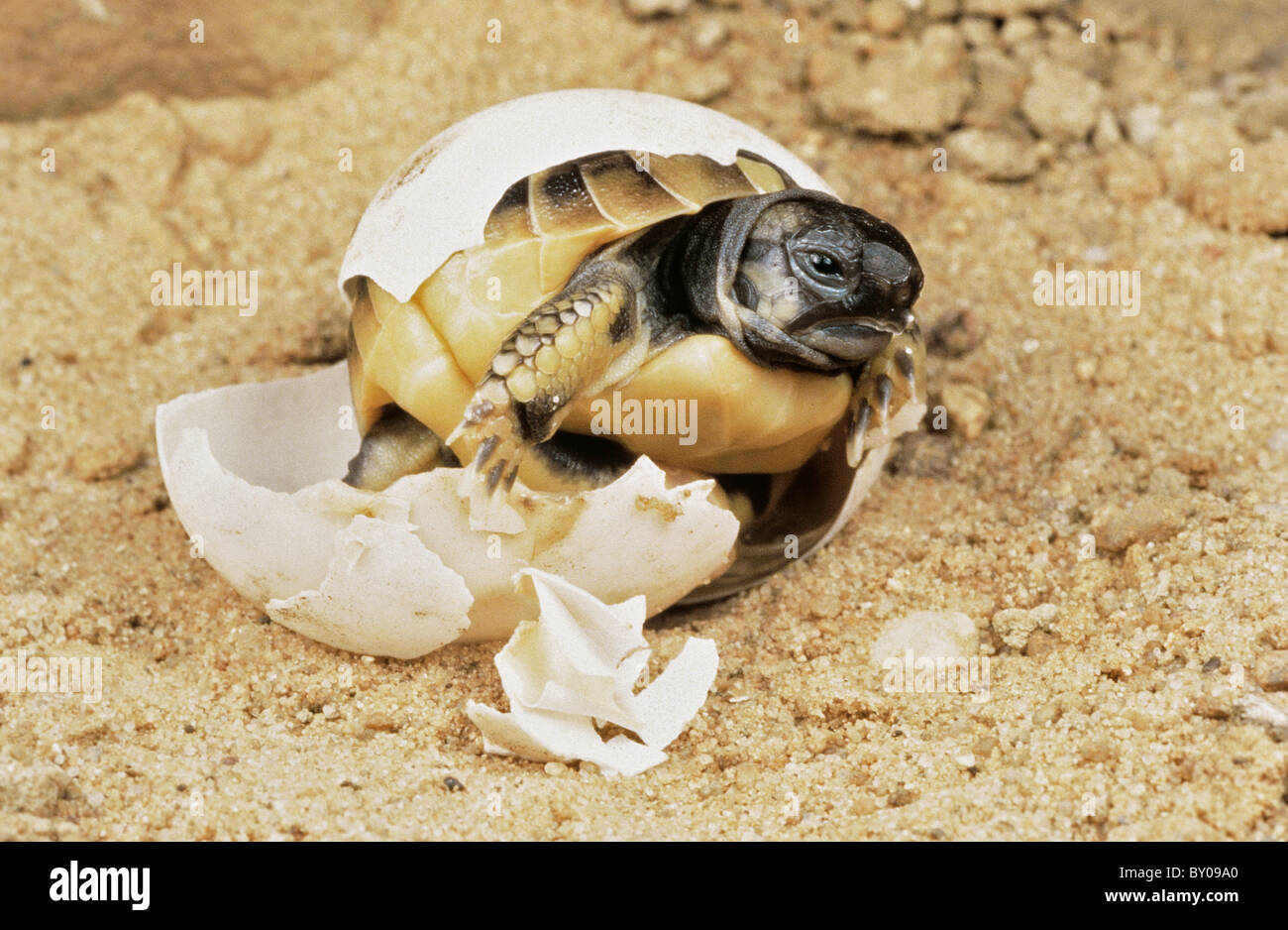 Turtle hatching out of egg hi-res stock photography and images - Alamy