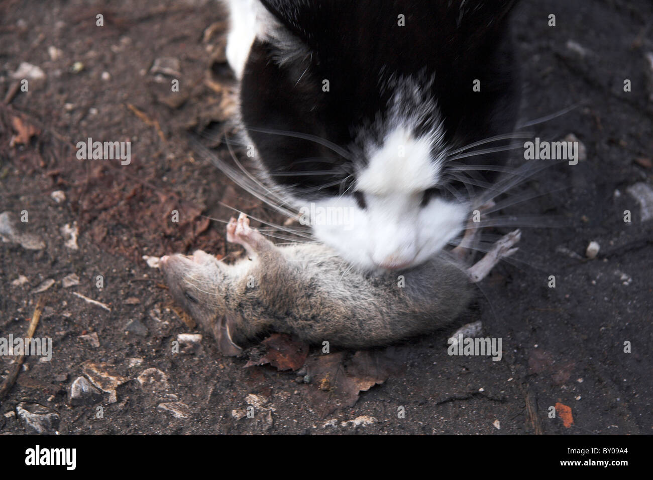 Cat playing with a dead rat Stock Photo - Alamy