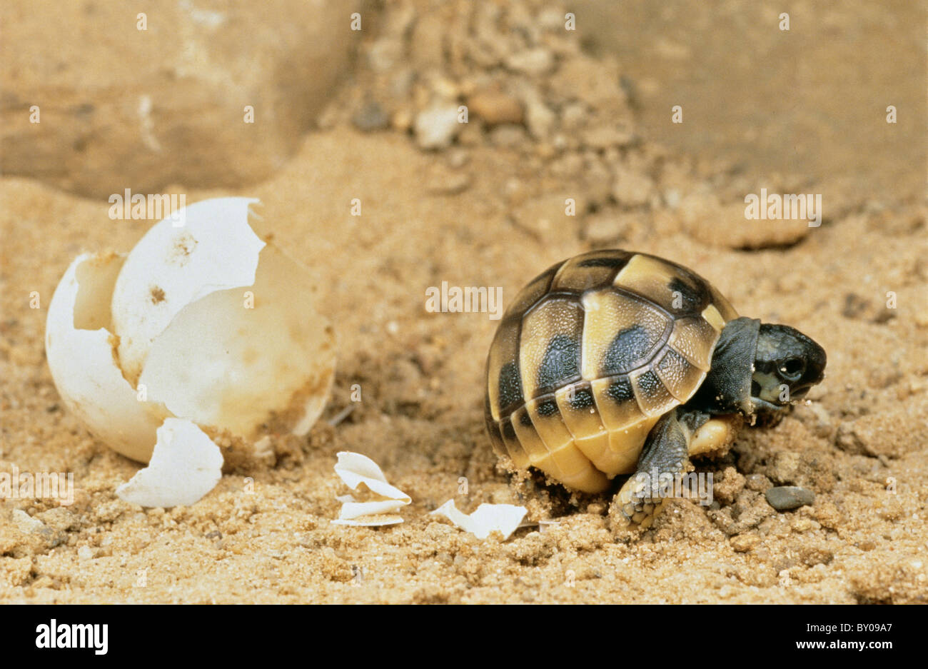 Testudo hermanni eggs hi-res stock photography and images - Alamy