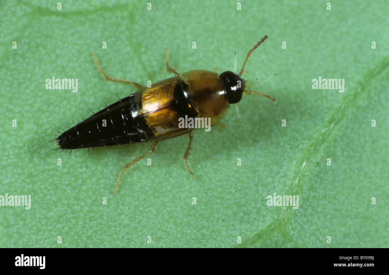 Rove beetle predator insect hi-res stock photography and images - Alamy