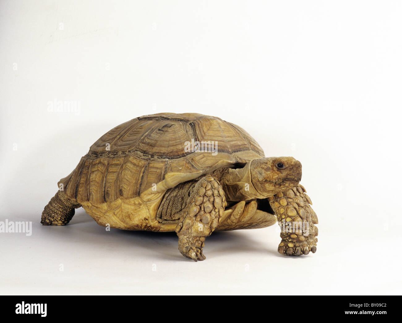 African Spurred Tortoise - cut out / Geochelone sulcata Stock Photo - Alamy