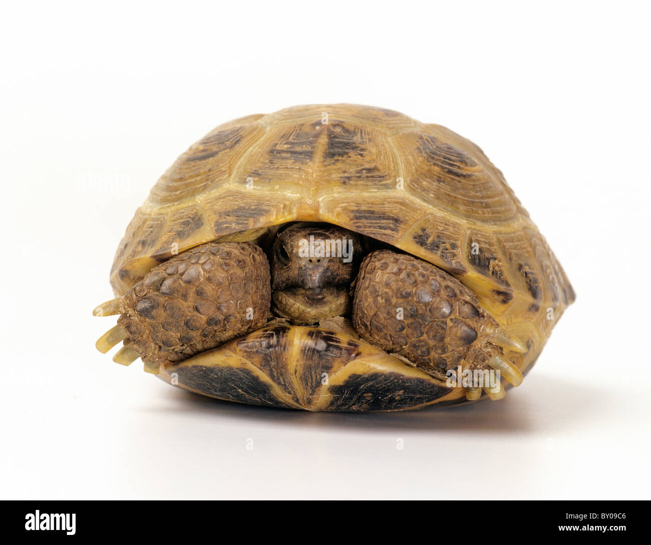 Russian Tortoise (Testudo horsfieldii) retreating into its shell. Cut ...