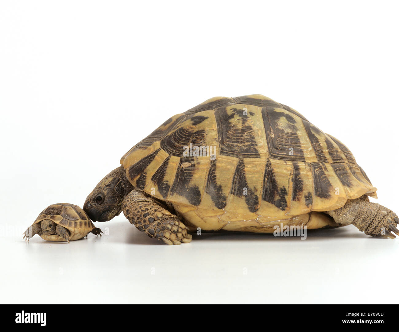 Two tortoises cutout hi-res stock photography and images - Alamy