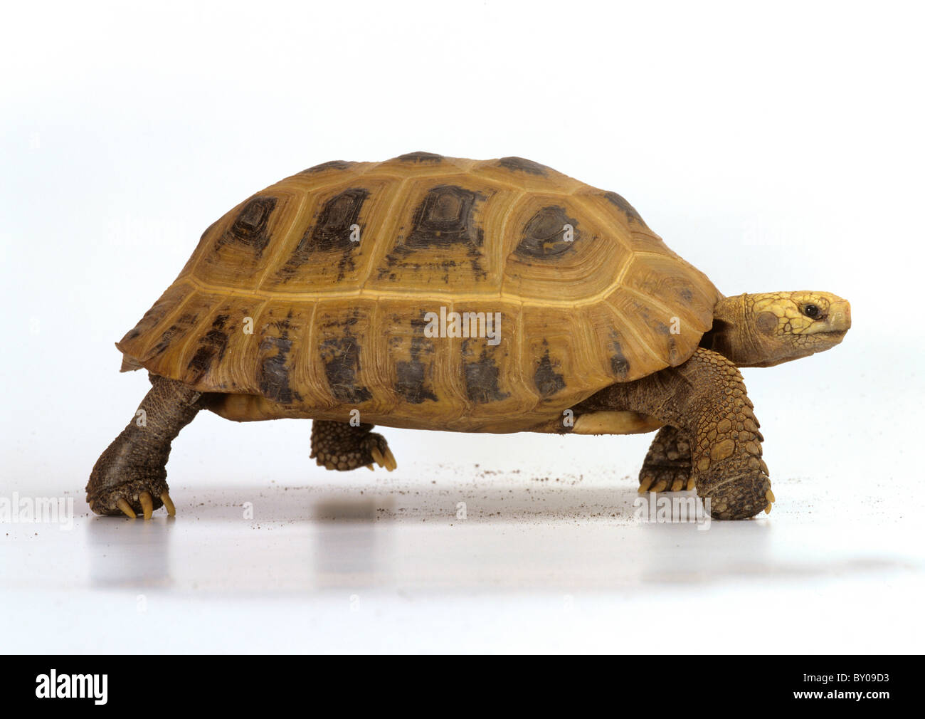 Hermann's Tortoise - cut out /Testudo hermanni Stock Photo - Alamy