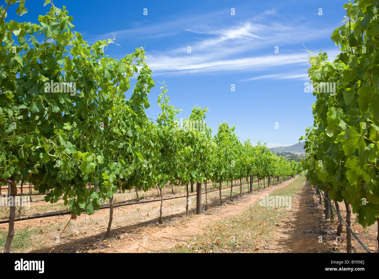 Gravel soil wine hi-res stock photography and images - Alamy