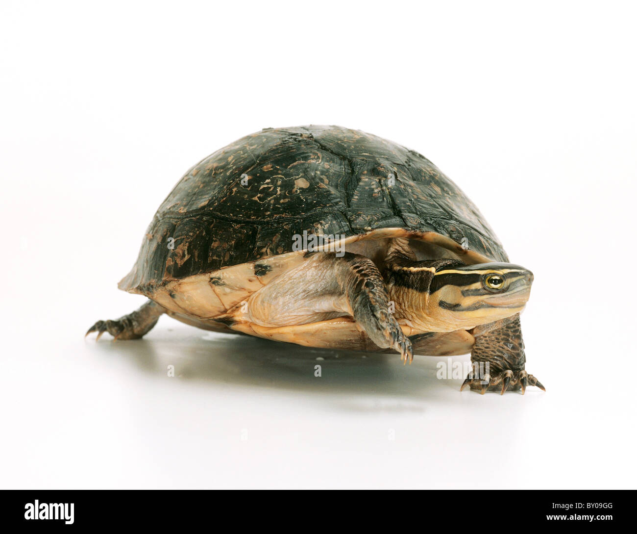 Amboina Box turtle (Cuora amboinensis). Studio picture against a white ...