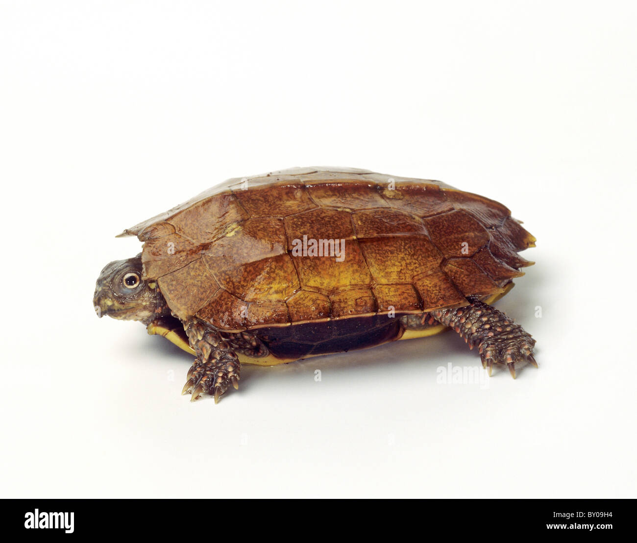 Black-breasted Hill Turtle (Geoemyda spengleri). Studio picture against ...