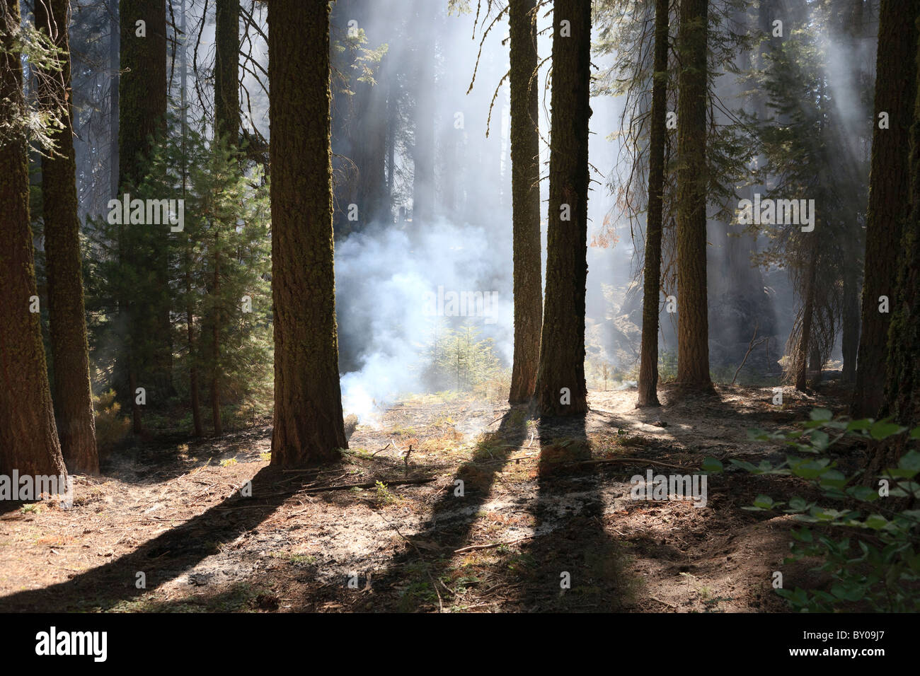 Forest fire, Sequoia National Park in California, USA Stock Photo - Alamy