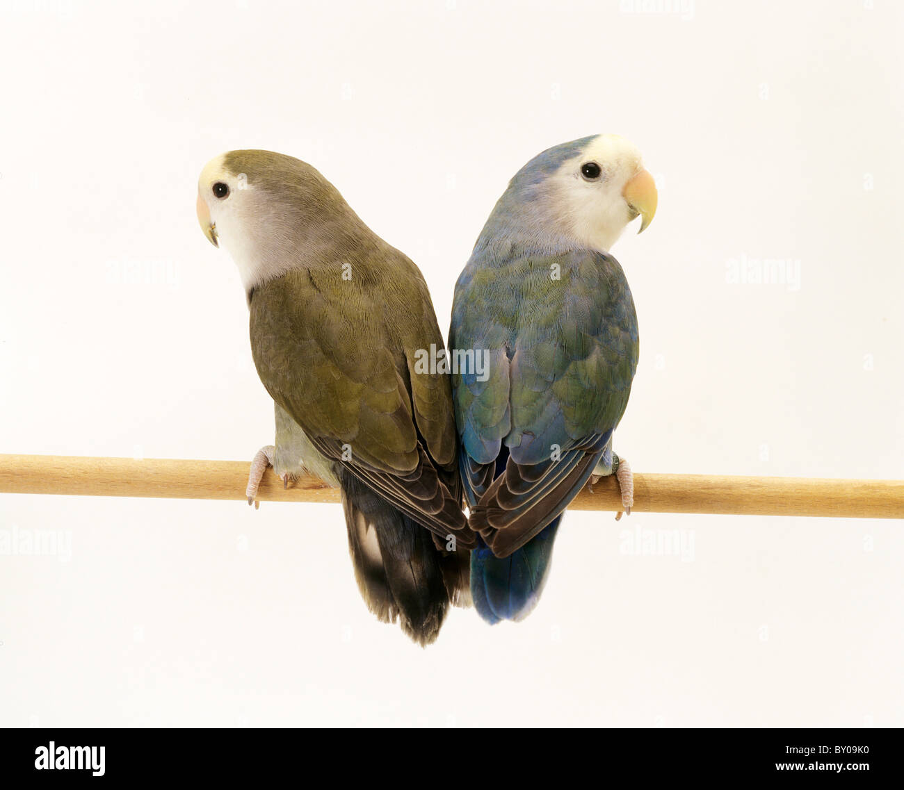 two Rosy-faced Lovebirds / Agapornis roseicollis Stock Photo - Alamy