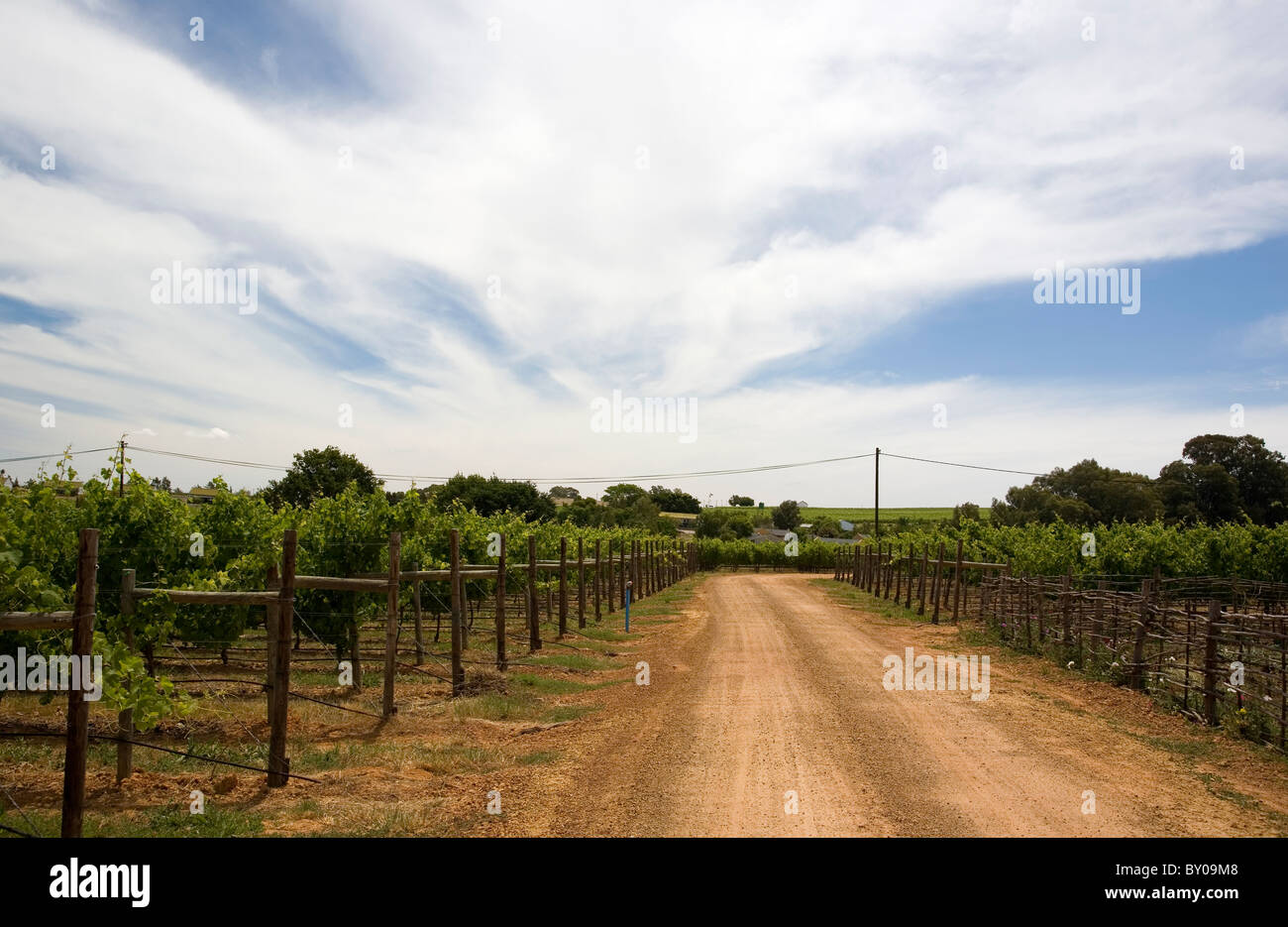 Linear vines hi-res stock photography and images - Alamy