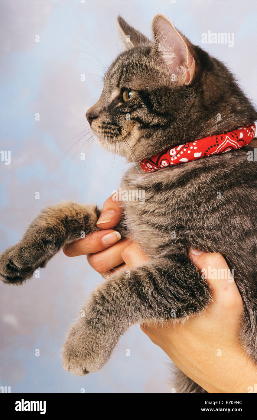 Human cat collar hi-res stock photography and images - Alamy