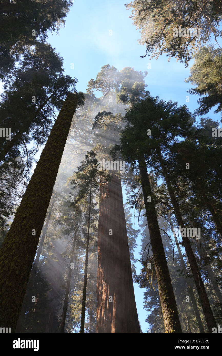 Forest fire, Sequoia National Park in California, USA Stock Photo - Alamy